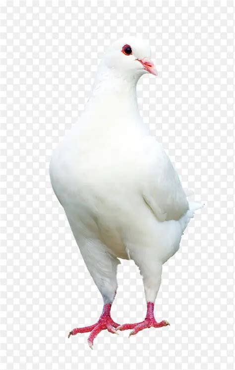 Png Qlggnalk