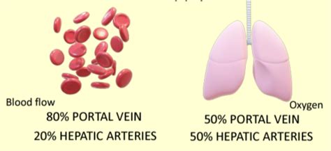 Sa Surgery Of The Liver Gallbladder And Extrahepatic Biliary System