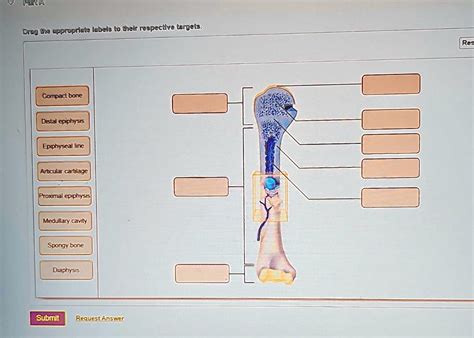 Part A Drag The Appropriate Labels To Their Respective Targets Compact