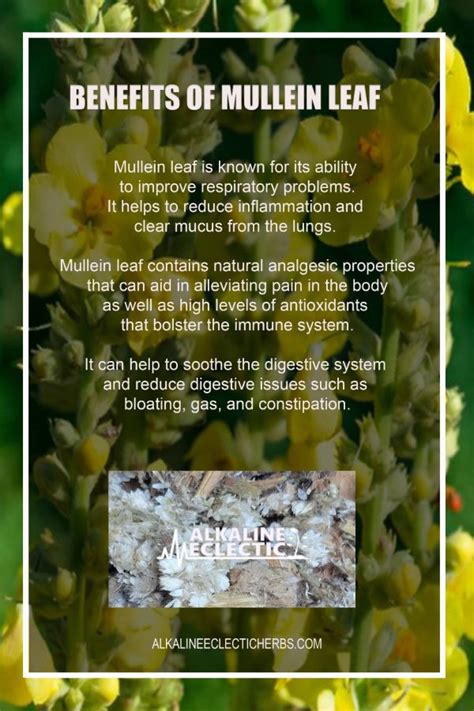 Mullein Leaf Alkaline Herbs For Asthma