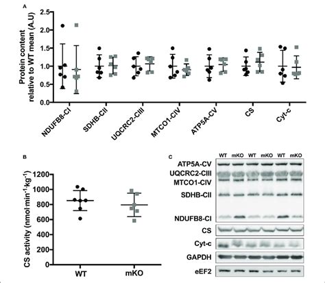 Mitochondrial Oxphos Protein Content And Cs Enzyme Activity In P53