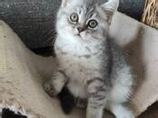 SS LV Кошки котята Шотландская вислоухая Цена Ищут любящих хозяев котята skottish