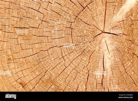 The Picture Shows A Structure Of A Tree Trunk Stock Photo Alamy