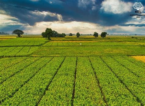 Kel Agro Processing Plc