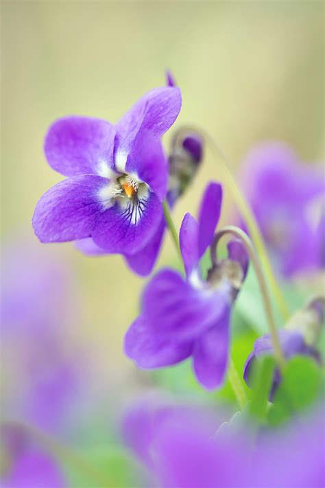 How To Grow Violets House And Garden