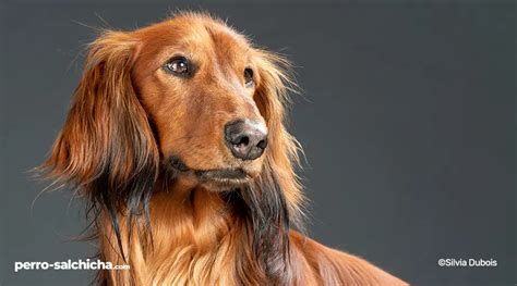 Perros Salchicha Híbridos 30 Razas Mixtas Del Teckel