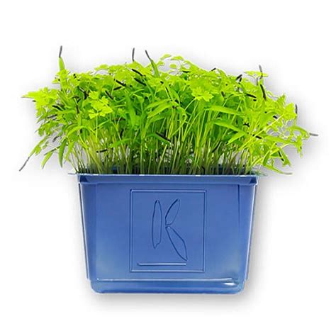 Micro Chervil Cress Pods J Ambrogi Foods