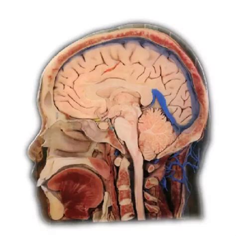 Exploring The Advancements And Applications Of Whole Body Anatomy Model