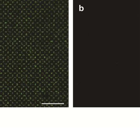 Figure S A B Three Strand Dna Assembly Onto A Mimic Array
