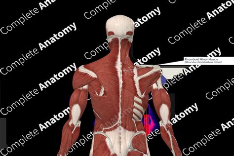 Rhomboid Minor Muscle Complete Anatomy Rhomboid Minor Muscle Complete Anatomy