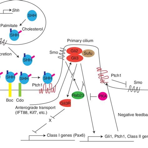 The Notch Pathway Binding Of The Extracellular Domain Of The Notch