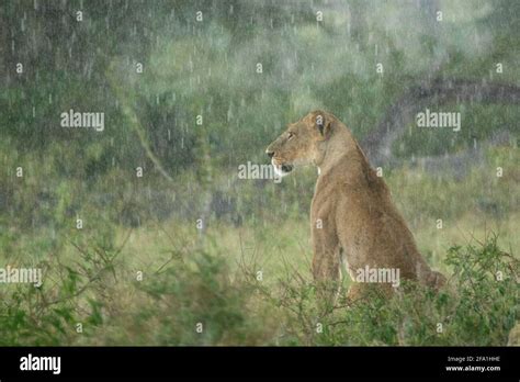 Lioness In The Rain Stock Photo Alamy