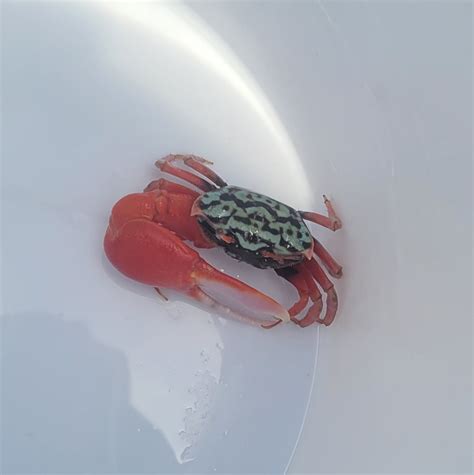 Fiddler Crab Habitat Setup Scarlet Fiddler Crab Coburg Aquarium