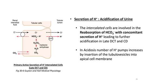 Histology Of Renal Tubule And Its Variation In Relation To Function Ppt