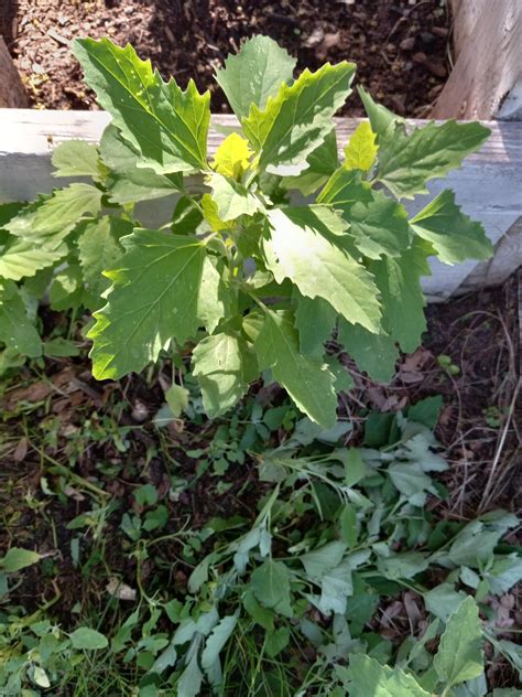 What Is This Plant Growing In My Planter Box Rplant