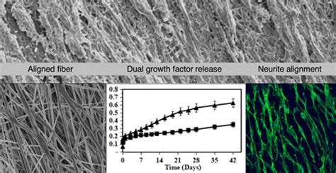 电纺双组分作为神经组织再生有前景的支架的持续生化信号和接触指导 Acs Omega X Mol