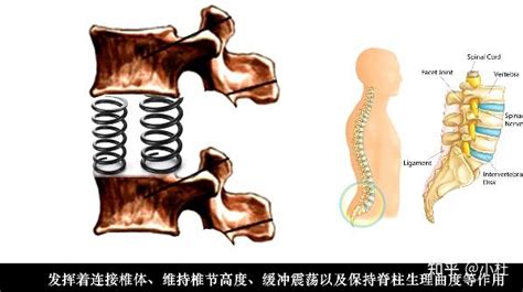 啥都不突出就腰椎间盘突出 知乎