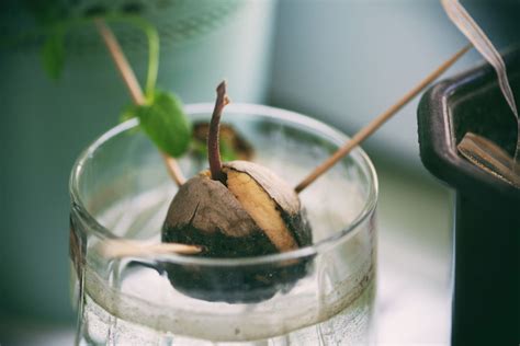 Árboles Frutales Para Cultivar Y Cuidar En Primavera Architectural Digest