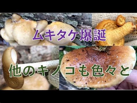 キノコフチドリツエタケとムキタケのきのこ鍋 他前編 YouTube