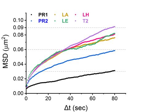 Fig S1 Power Law Plot Of MSD Curves MSD Curves Of Genomic Loci N