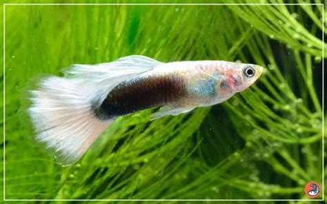 25 Bolivian Ram Tank Mates With Pictures Aquariumnexus
