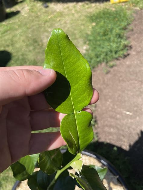 diagnose citrus tree issue r gardening