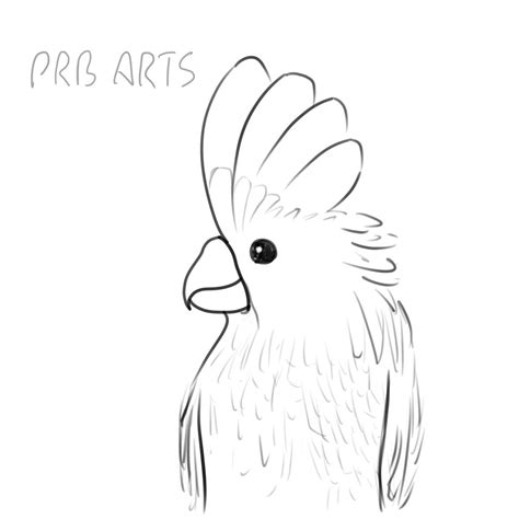How To Draw An Umbrella Cockatoo Prb Arts