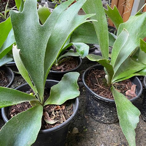 Folhagem Chifre de Veado Platycerium bifurcatum Orquídeas Cia