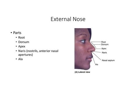 Upper Respiratory Tract Ppt Download