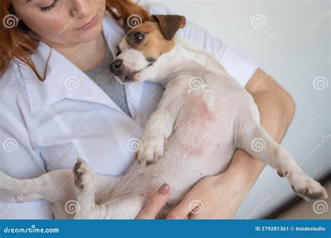 Veterinarian Holding A Jack Russell Terrier Dog With Dermatitis Stock