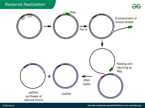 Bacterial Genetics Geeksforgeeks