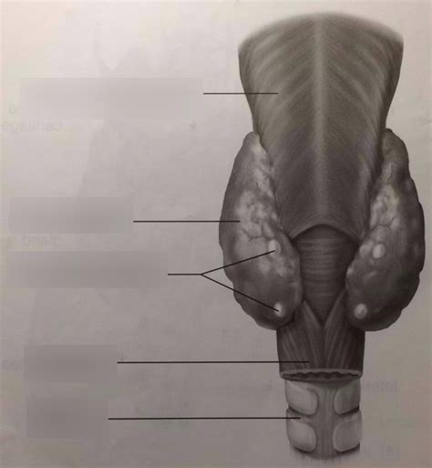 Parathyroid Gland Diagram Quizlet