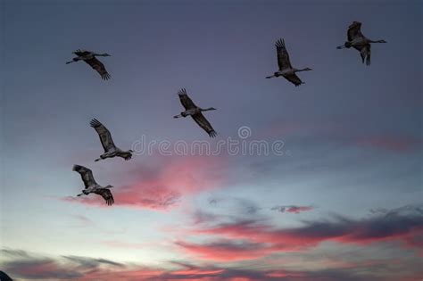 Migrating Sandhill Cranes Stock Image Image Of Othello 245672359