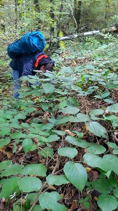 сбор опят Youtube