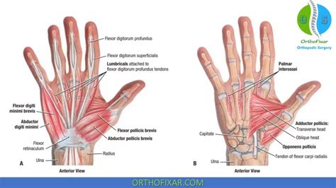 Metacarpophalangeal Mp Or Mcp Joint Anatomy Samarpan 54 Off