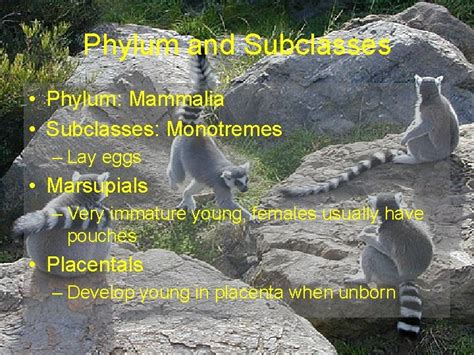 Phylum And Subclasses Phylum Mammalia Subclasses Monotremes Lay