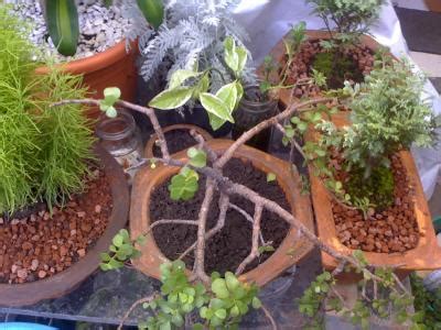 Portulacaria Afra