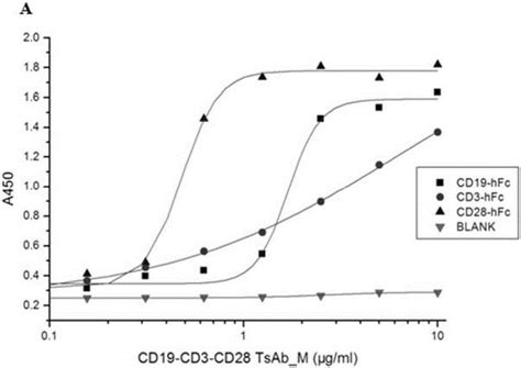 Three Function Molecule Combining Cd19 Cd3 And Cd28 And Application Of