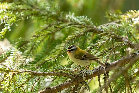 Forest Ppt Background Photos Download The Best Free Forest Ppt