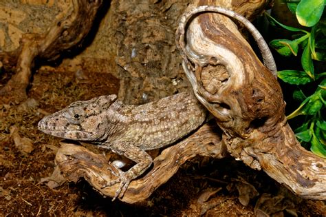 Cuban False Chameleon Reptiles Magazine
