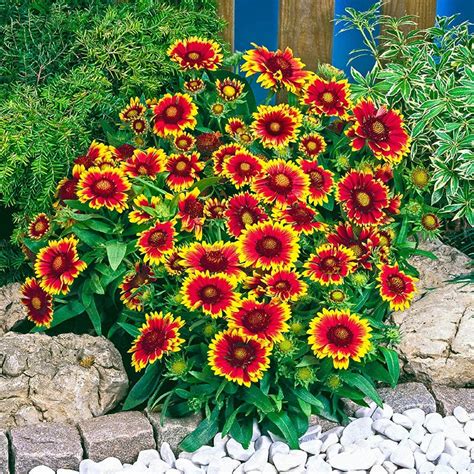 Arizona Sun Gaillardia Shop Blanket Flower Spring Hill Spring