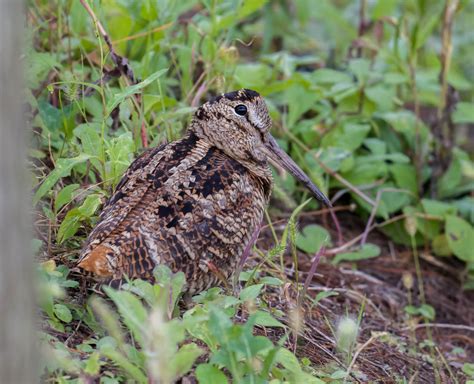 The Eurasian Woodcock 10000 Birds