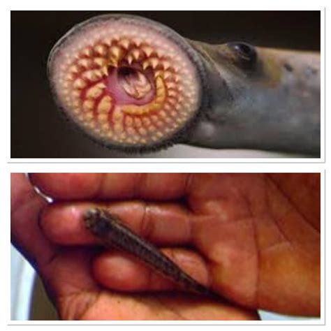 This Is The Amazonian Candiru Fish It Is Popularly Known For Swimming