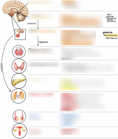 Endocrine Sys Diagram Quizlet