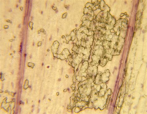 Microphotograph Background Images Hd Pictures And Wallpaper For Free