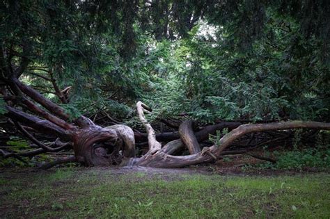 Premium Photo Unusual Tree Trunk In The Green Forest