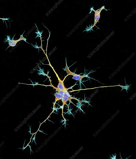 Neurons From Stem Cells Fluorescence Light Micrograph Stock Image