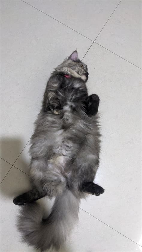 Lily Belly R Catbellies