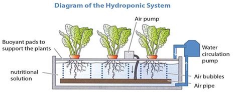 Difference Between Hydroponics Aeroponics And Aquaponics Tittac