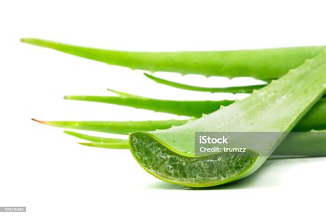 흰색 바탕에 알로에 베라 공장입니다 알로에 베라 피부 치료로 전통 의학에서 사용 됩니다 건강관리와 의술에 대한 스톡 사진 및 기타 이미지 건강관리와 의술 메이크업